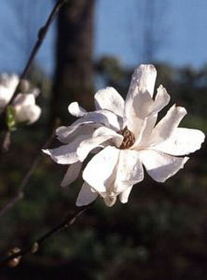 Magnolia, Merrill Tree #10 Container