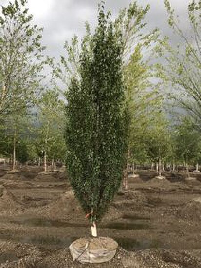 Birch, Parkland Pillar #25 Container