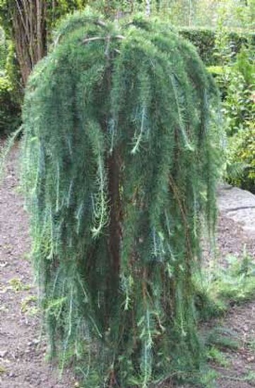 Larch, Puli #10 Container