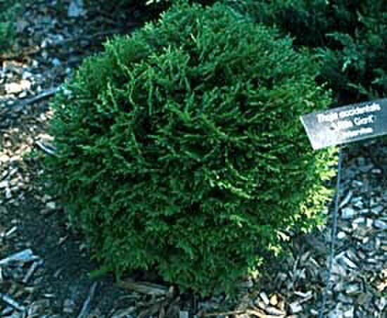Arborvitae, Little Giant #5 Container